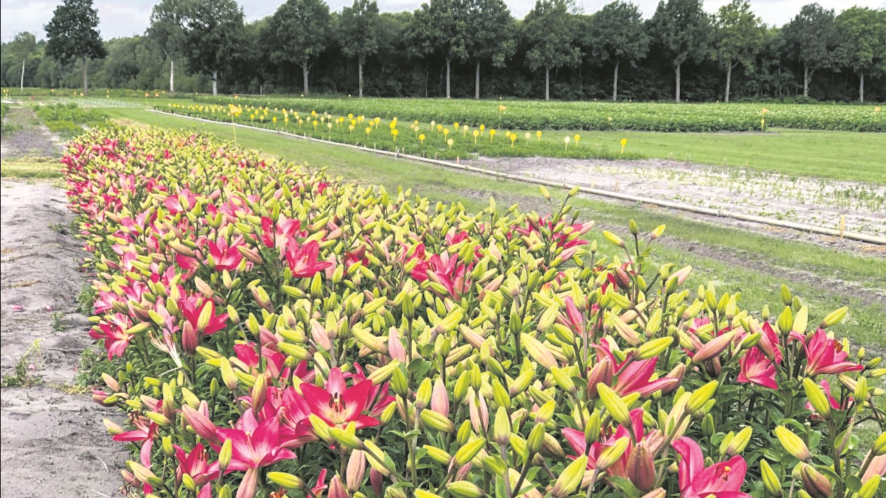 Uitnodiging informatiebijeenkomst - Duurzame Bollenteelt Drenthe